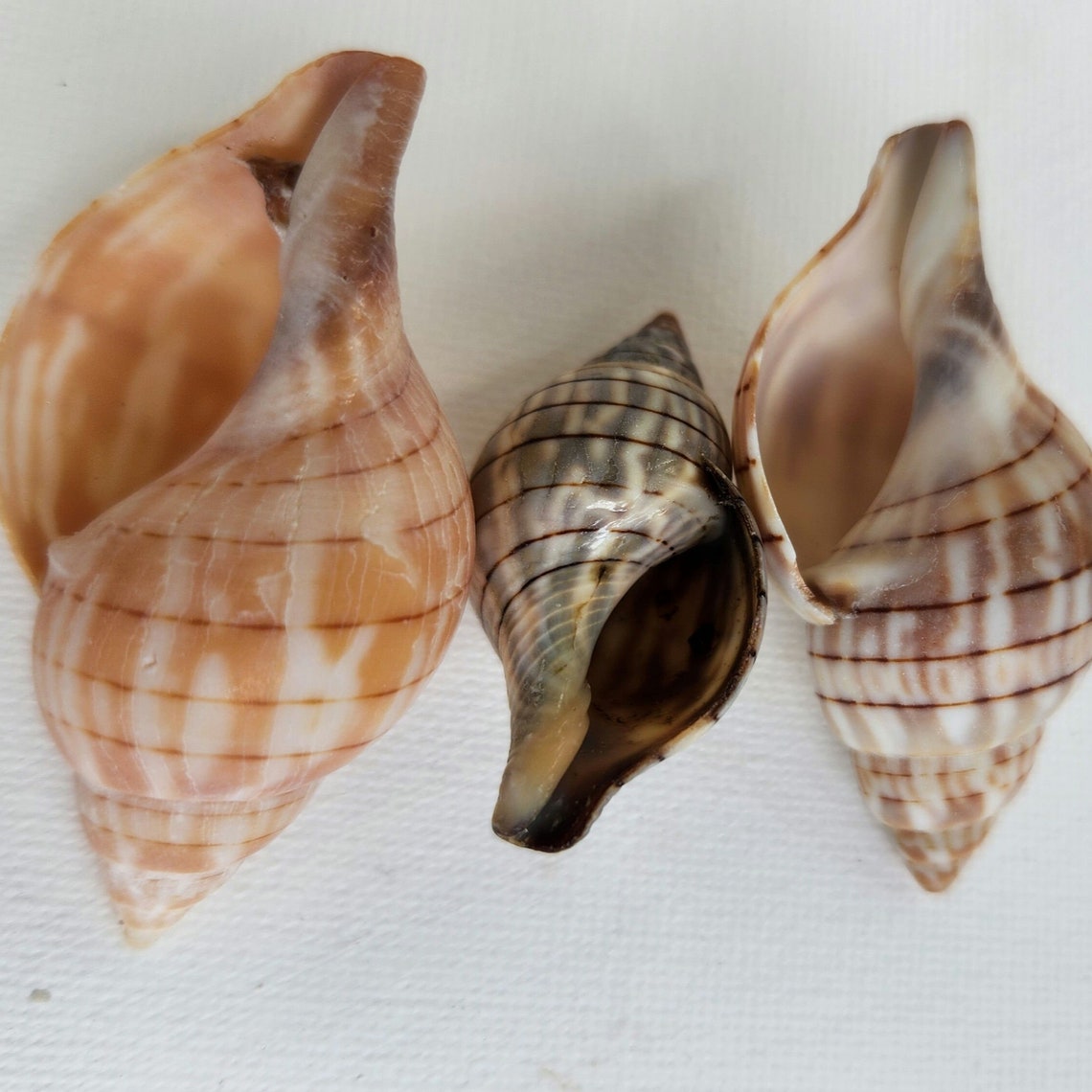 Banded Tulip, Fasciolaria Hunteria- Sanibel Island, Florida - Etsy