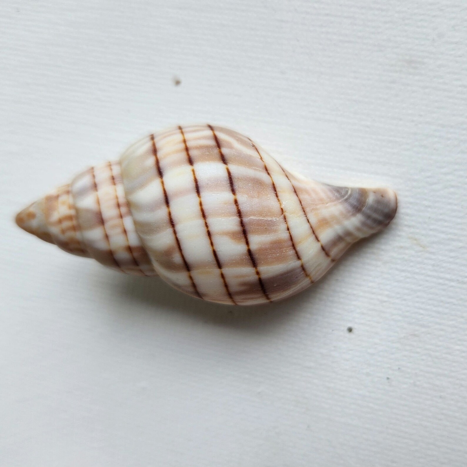 Banded Tulip, Fasciolaria Hunteria- Sanibel Island, Florida - Etsy