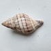 Banded Tulip, Fasciolaria Hunteria- Sanibel Island, Florida - Etsy