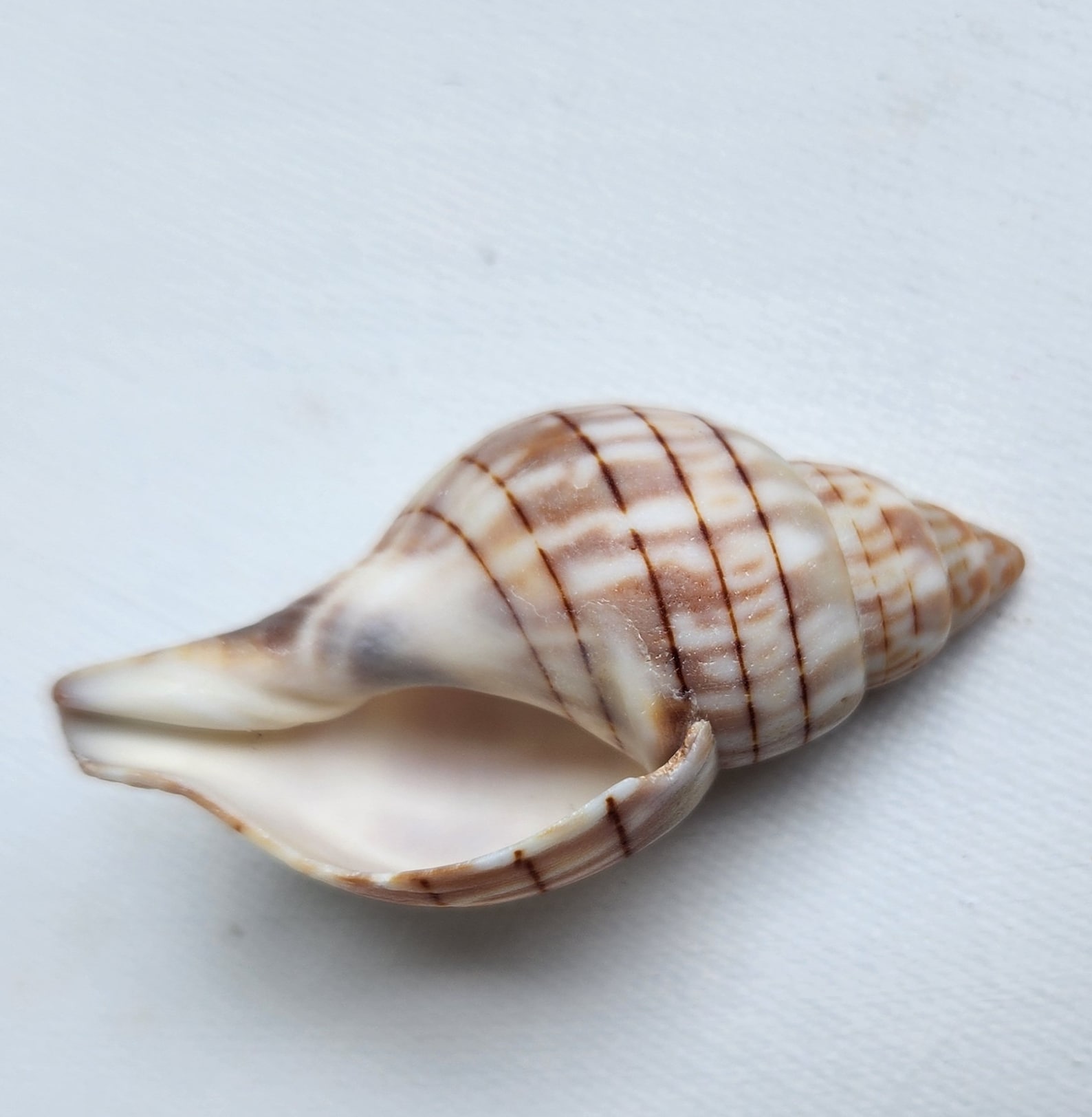 Banded Tulip, Fasciolaria Hunteria- Sanibel Island, Florida - Etsy