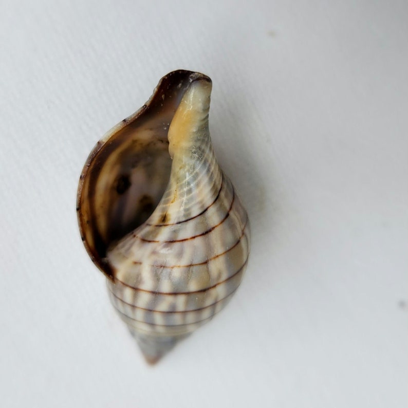 Banded Tulip, Fasciolaria Hunteria- Sanibel Island, Florida - Etsy