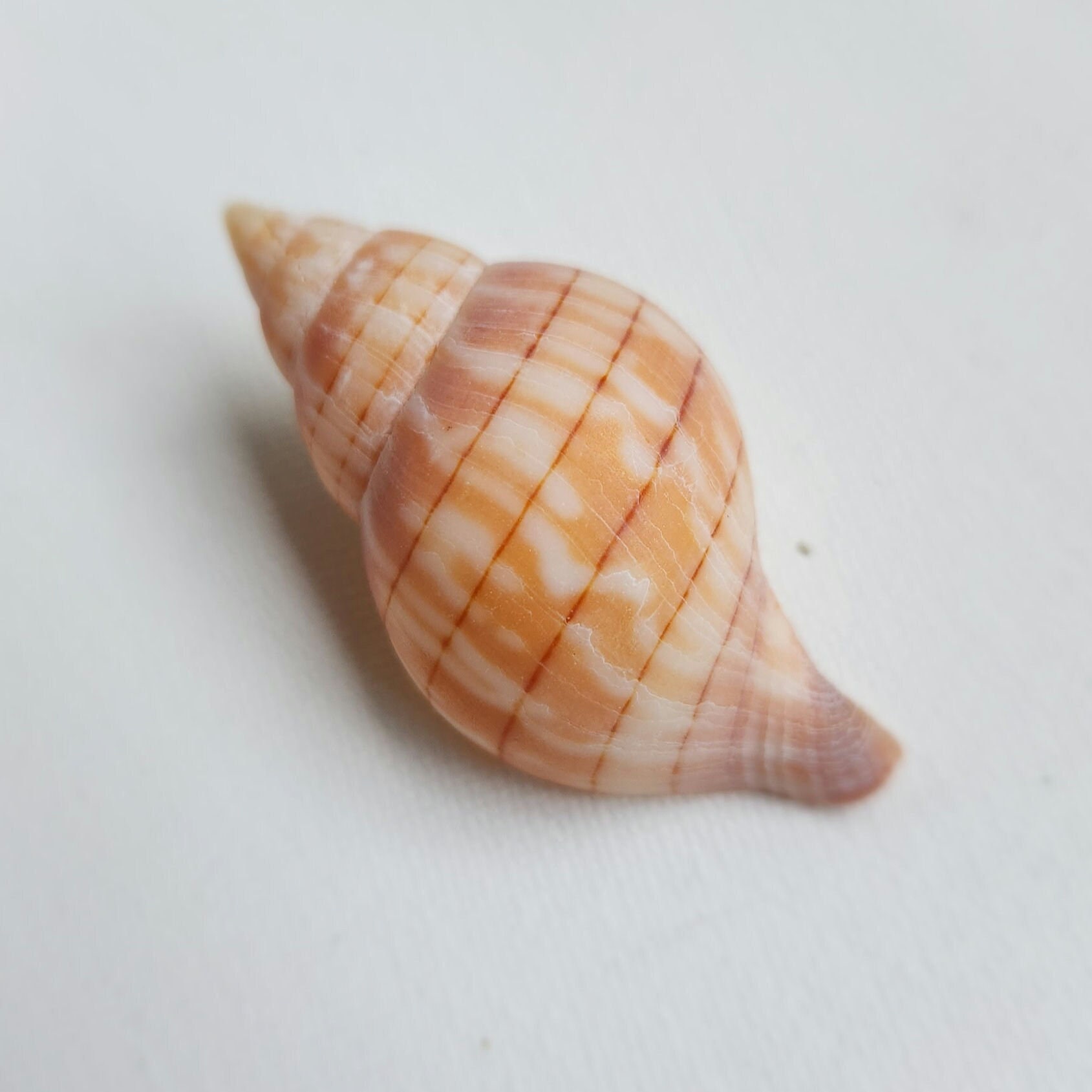 Banded Tulip, Fasciolaria Hunteria- Sanibel Island, Florida - Etsy