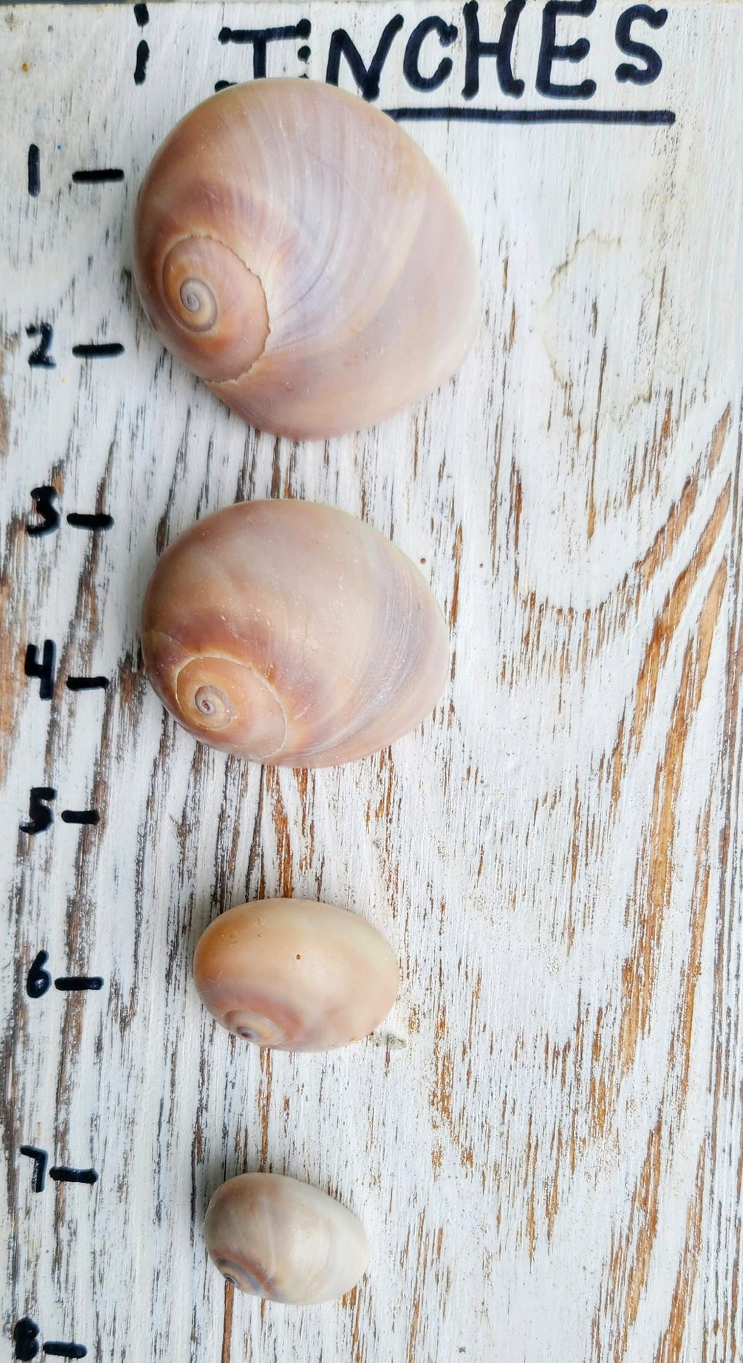 Shark Eye Shells (neverita Duplicata) - Etsy