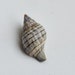 Banded Tulip, Fasciolaria Hunteria- Sanibel Island, Florida - Etsy