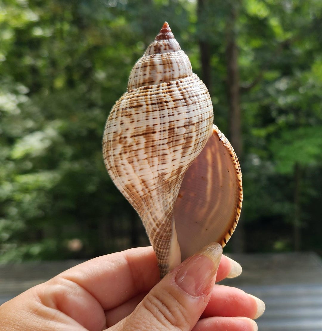 Large True Tulip - Etsy