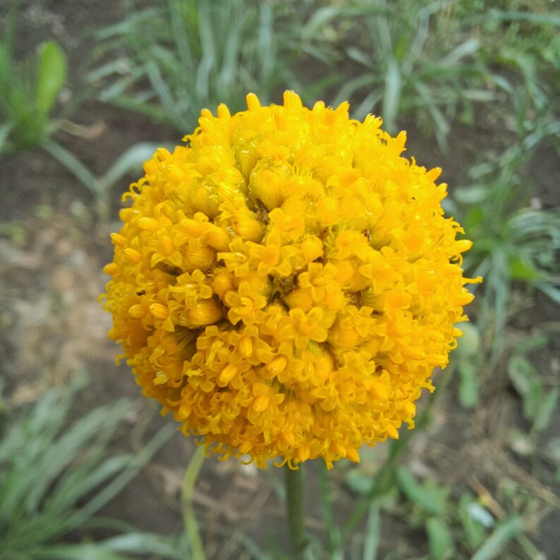 20 Stems Dried Yellow Billy Balls | Craspedia Drumstick Flowers ...