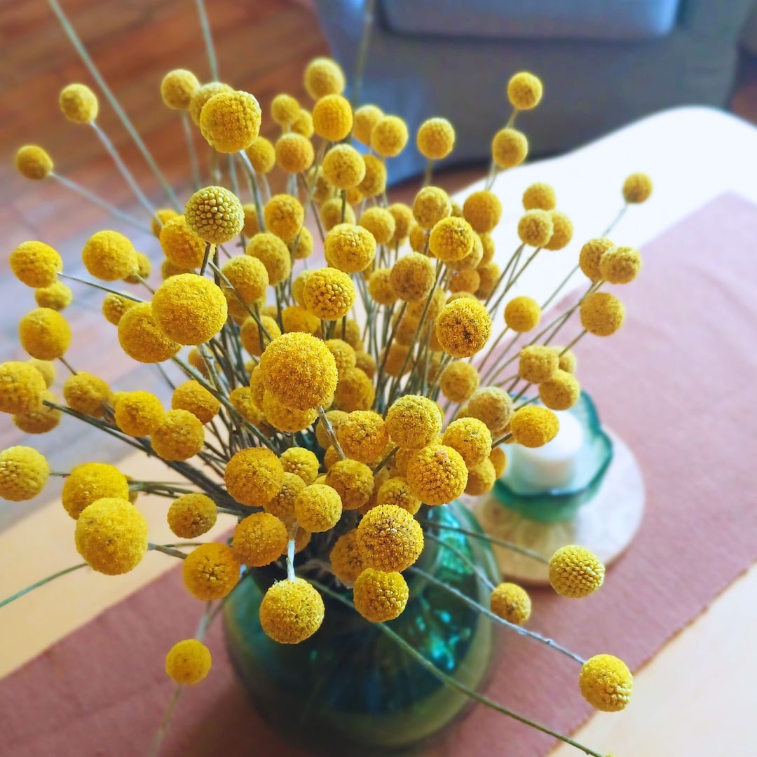20 Stems Dried Yellow Billy Balls | Craspedia Drumstick Flowers ...