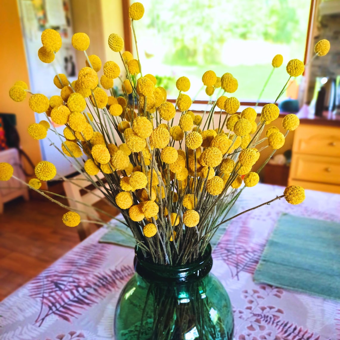 20 Stems Dried Yellow Billy Balls | Craspedia Drumstick Flowers ...