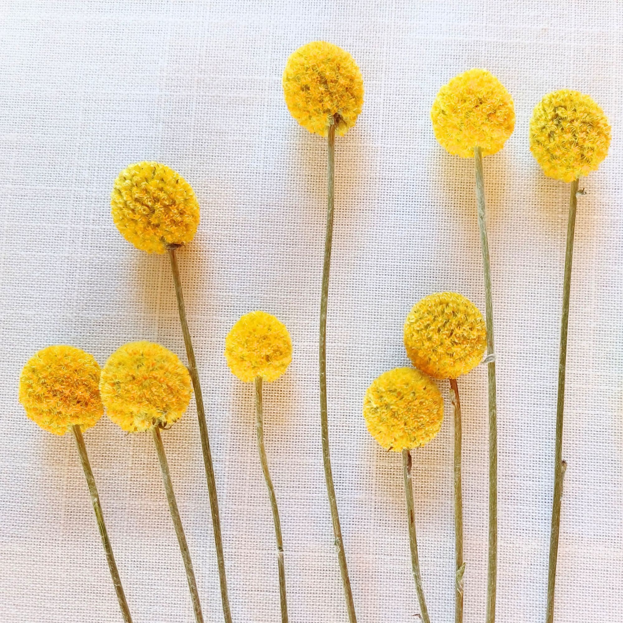 20 Stems Dried Yellow Billy Balls | Craspedia Drumstick Flowers ...