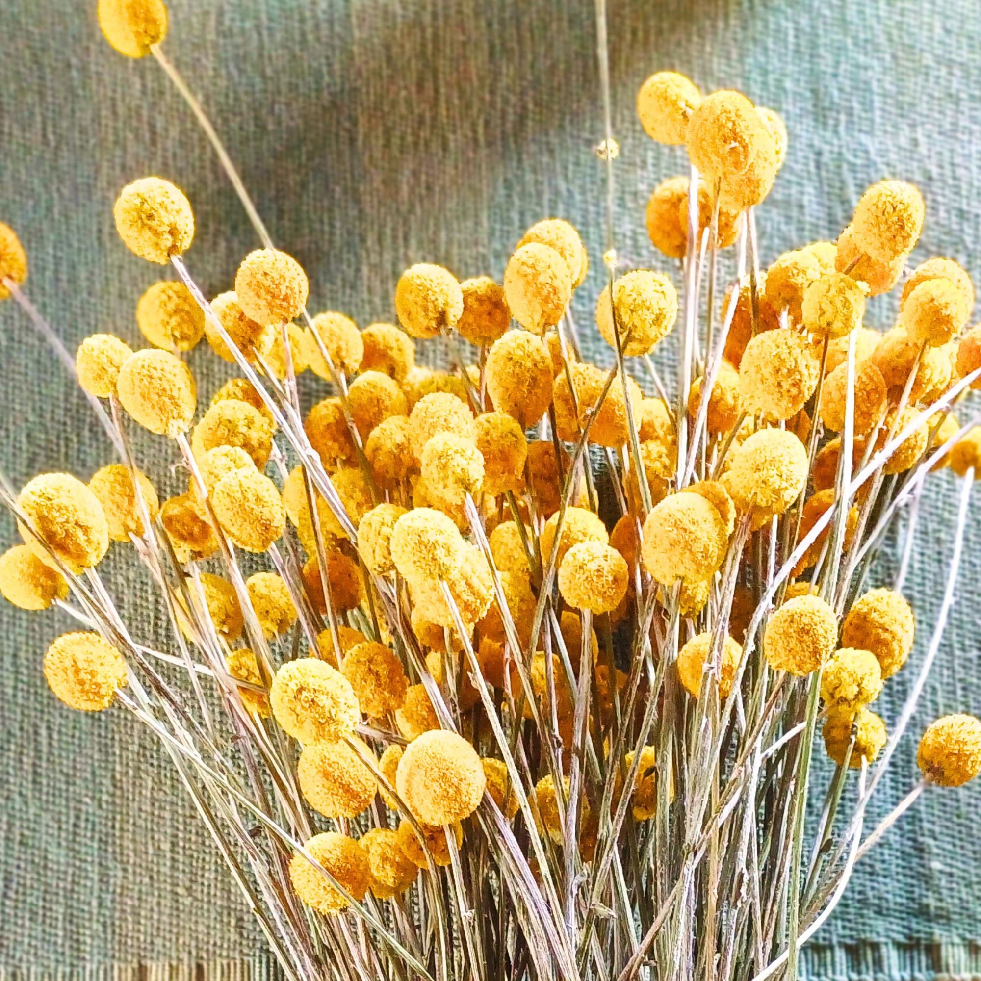 20 Stems Dried Yellow Billy Balls | Craspedia Drumstick Flowers ...