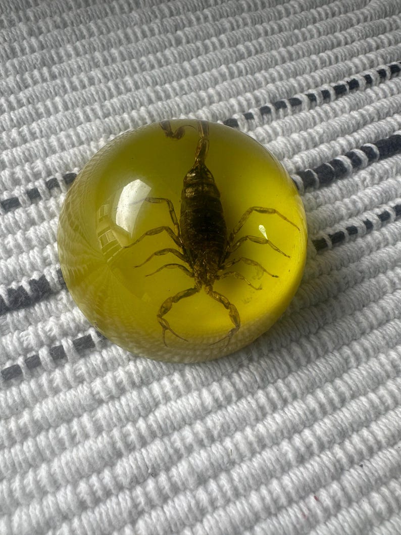 Scorpion Lucite Paperweight - Etsy