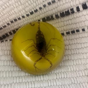 Scorpion Lucite Paperweight - Etsy