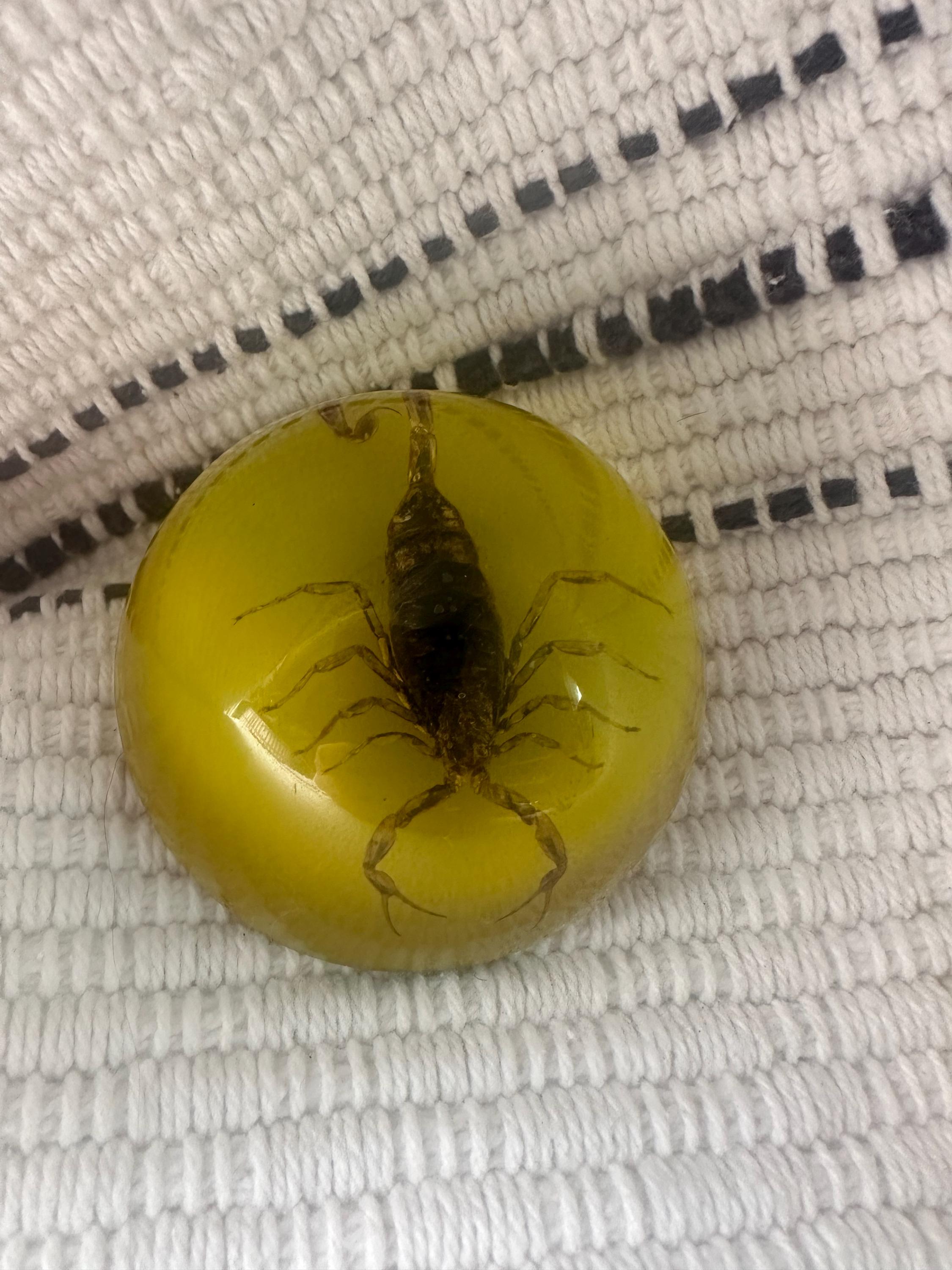 Scorpion Lucite Paperweight - Etsy