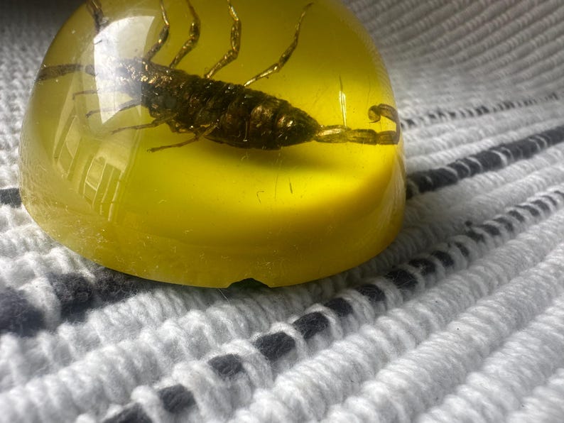 Scorpion Lucite Paperweight - Etsy