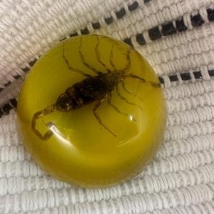 Scorpion Lucite Paperweight - Etsy