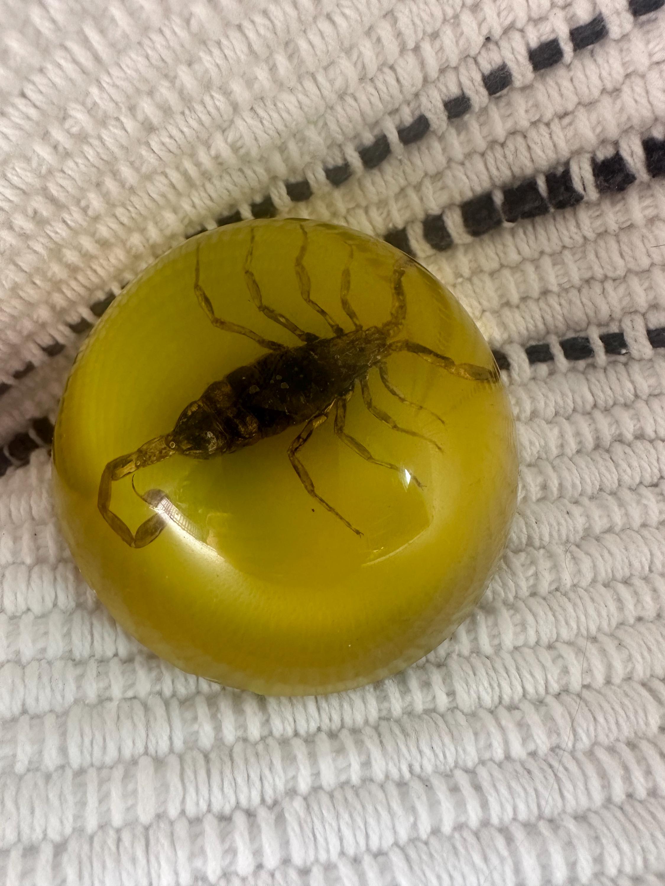 Scorpion Lucite Paperweight - Etsy
