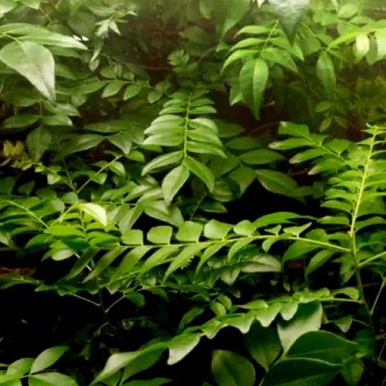 6x Lebende Curryblatt-Wurzelpflanze, Bergera / Murraya Koenigii, nur für EU-Kunden, in der EU ...