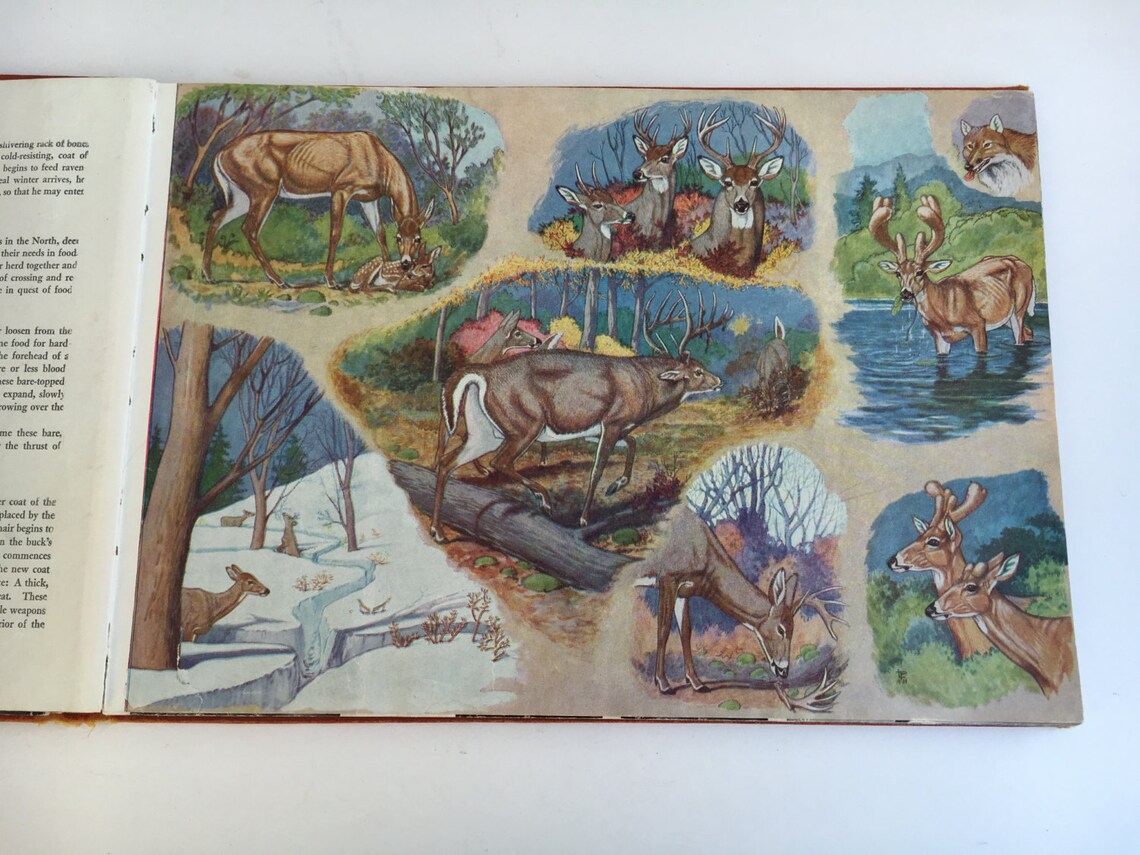 Science & Industry Vintage Children's Book Learning Book - Etsy