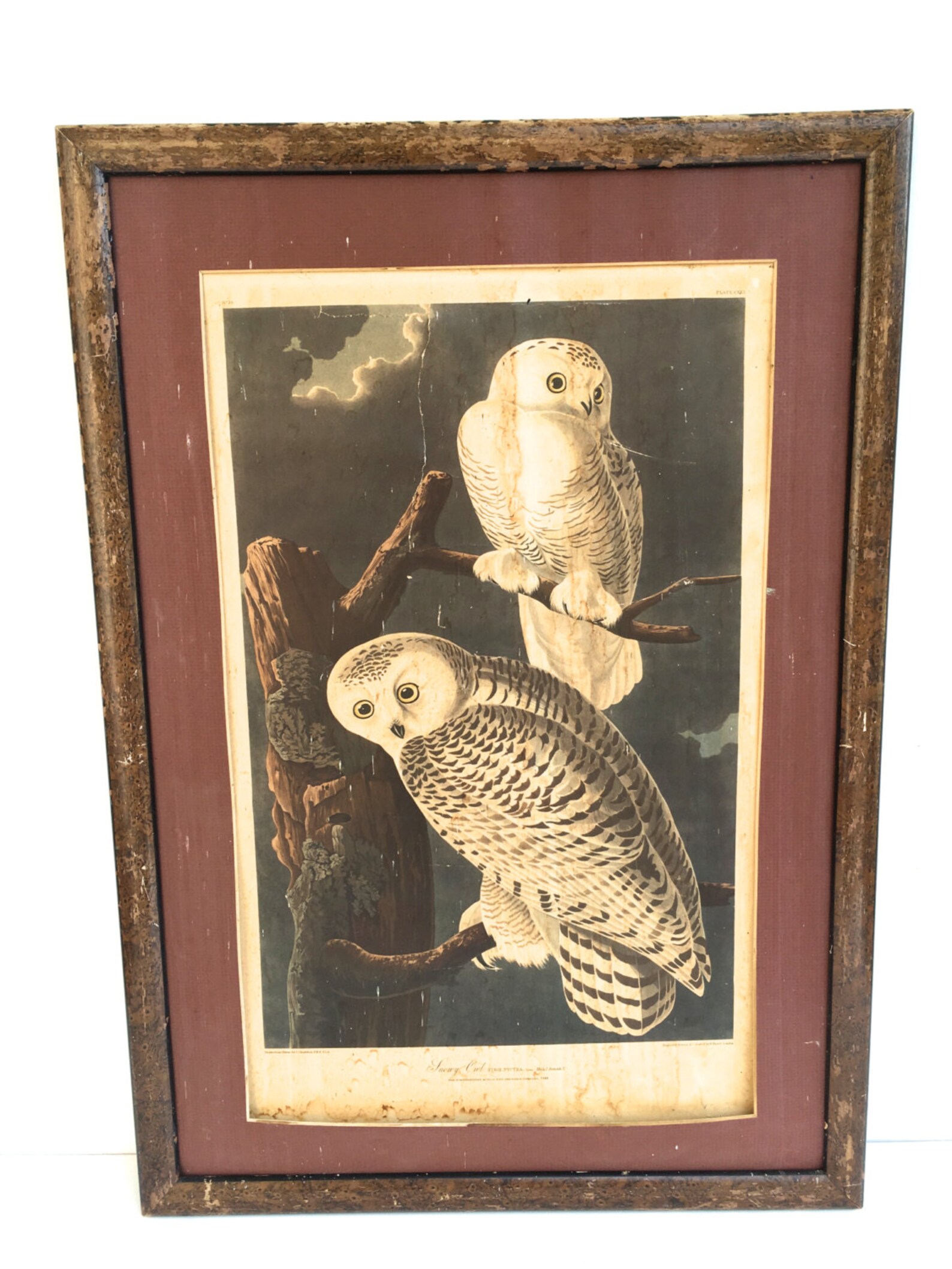 Vintage Framed Owl Print Owl Art Vintage Audubon Society - Etsy