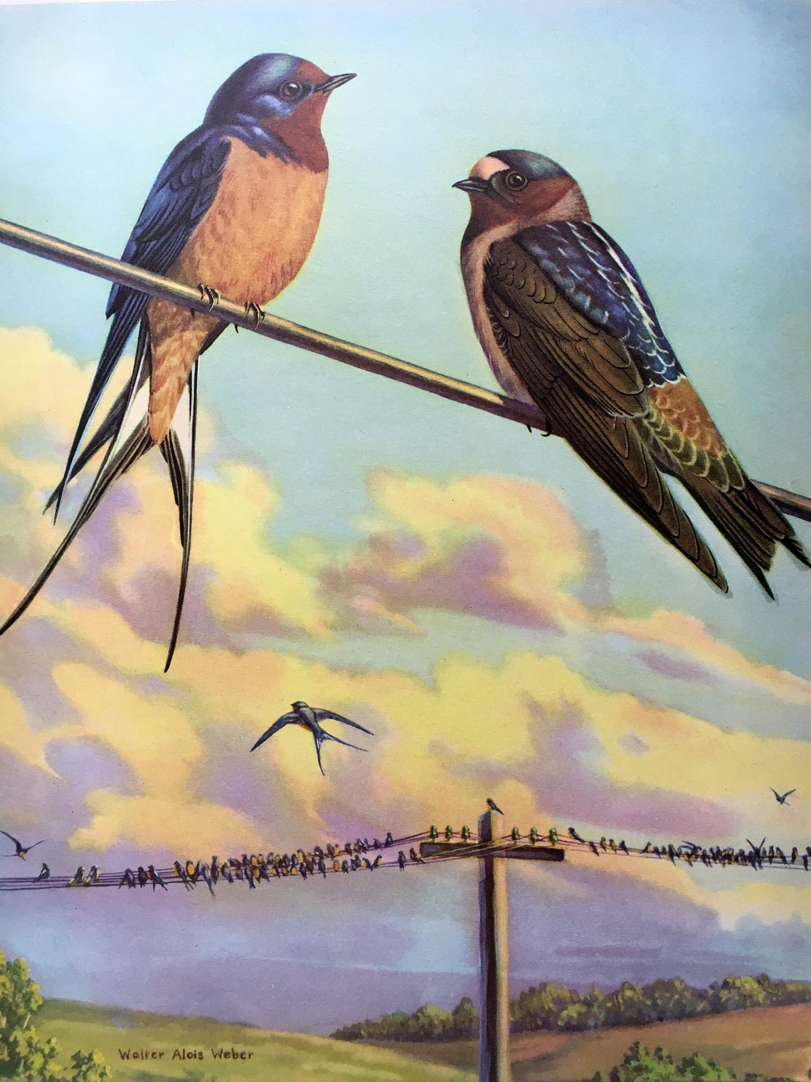 Barn Swallow Bird Print vintage Children's Print - Etsy