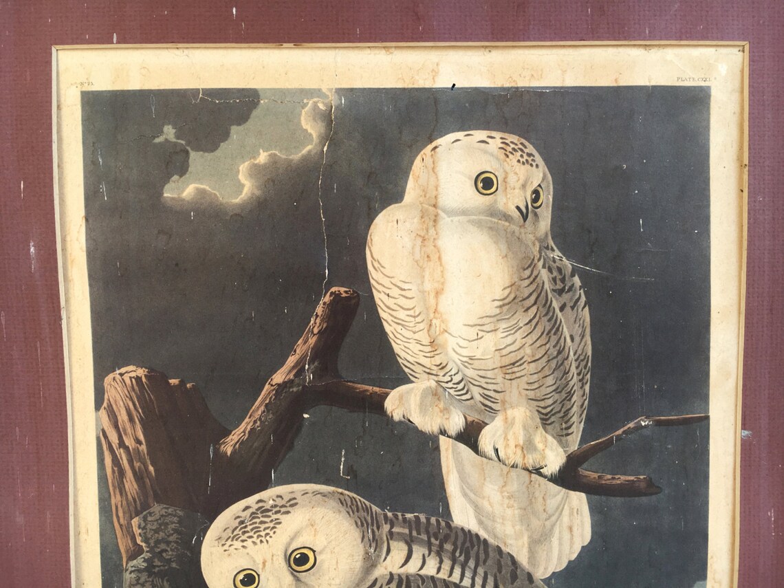 Vintage Framed Owl Print Owl Art Vintage Audubon Society - Etsy