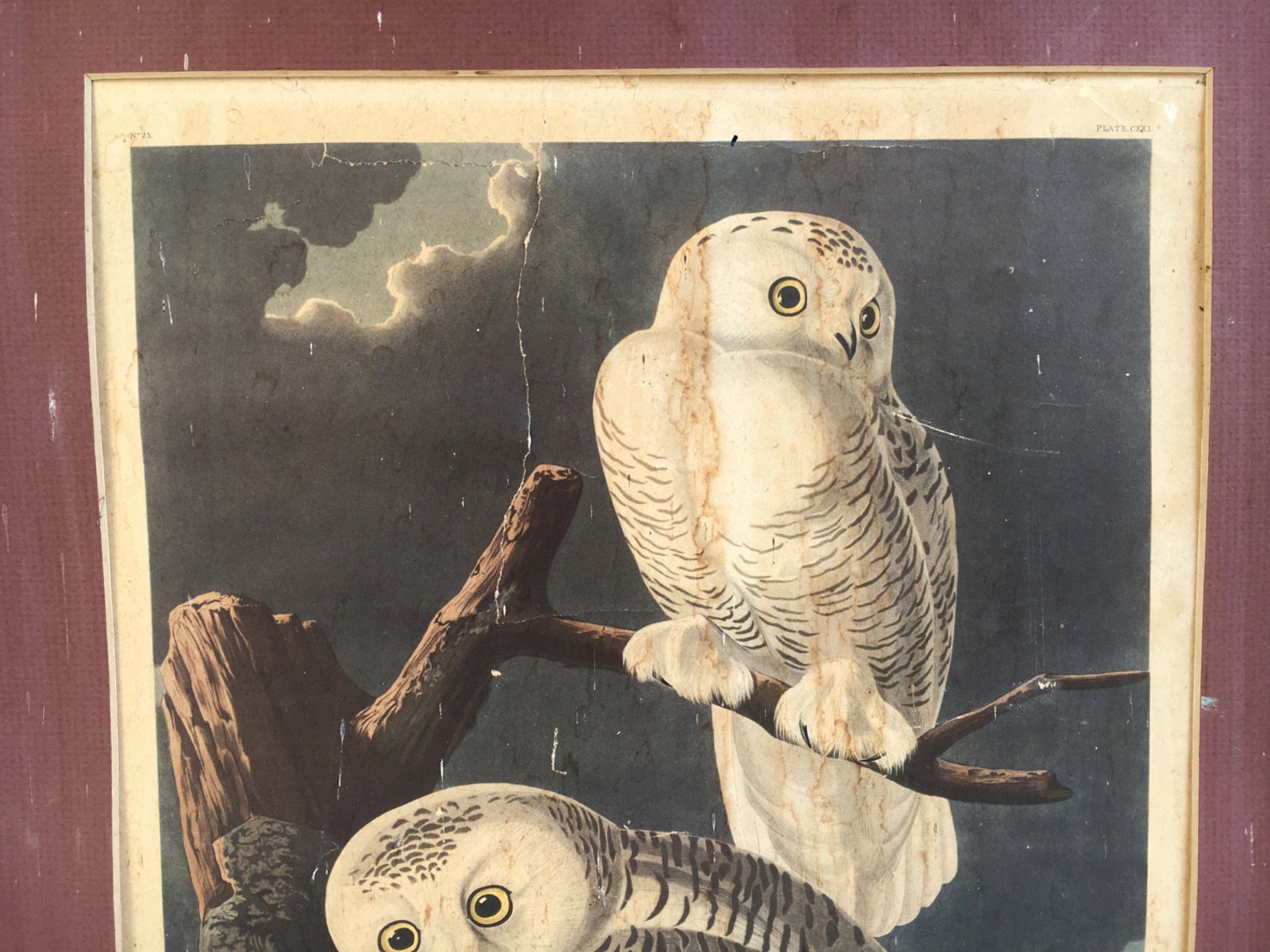 Vintage Framed Owl Print Owl Art Vintage Audubon Society - Etsy