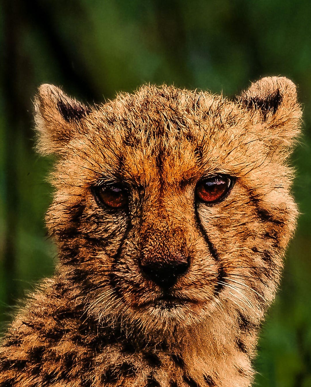 Cheetah Photograpjy Print - the Cheetahs Gaze - Etsy