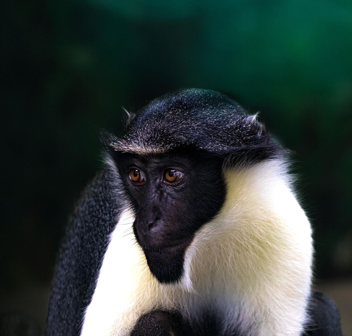 Diana Monkey - Etsy
