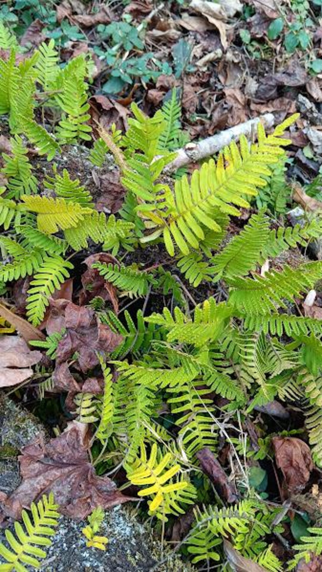Resurrection Ferns on Bark - Etsy