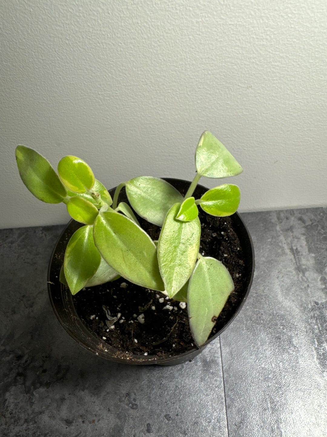 Peperomia Orba Variegata variegated Teardrop With Light Variegation on ...