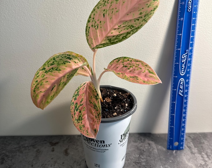 Vibrant Pink Variegated Croton House Plant - Stunning Indoor Plant With ...