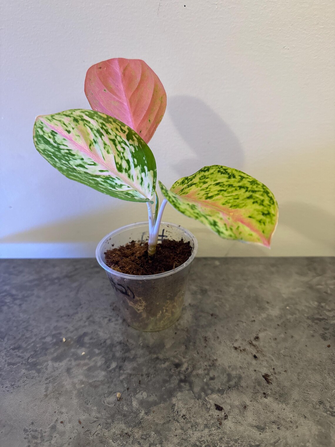 Vibrant Pink Variegated Croton House Plant Stunning Indoor Plant With ...