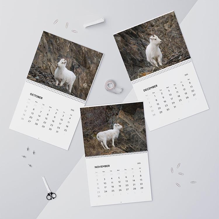 Dall Sheep Wall Calendar 2025, Wildlife Calendar, Winter Animals ...