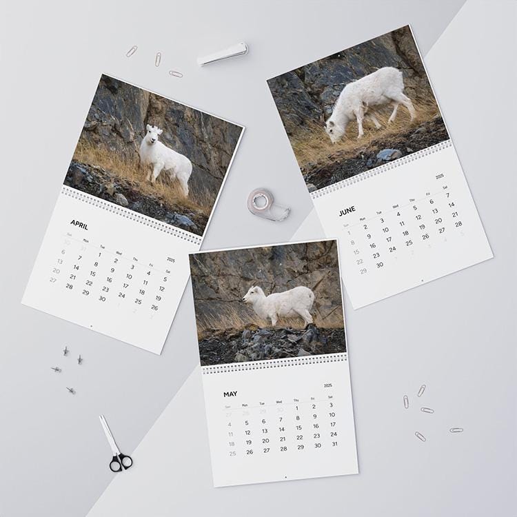 Dall Sheep Wall Calendar 2025, Wildlife Calendar, Winter Animals ...