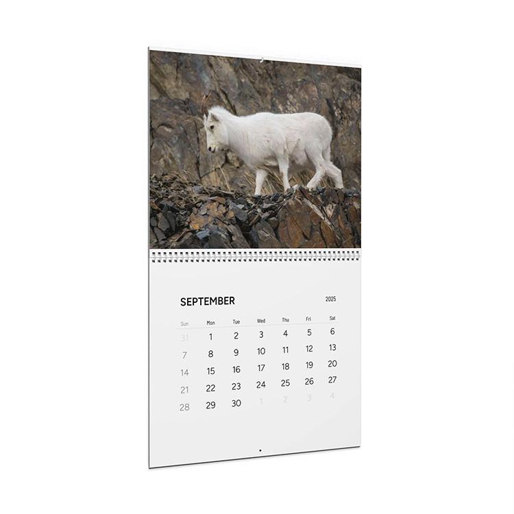 Dall Sheep Wall Calendar 2025, Wildlife Calendar, Winter Animals ...