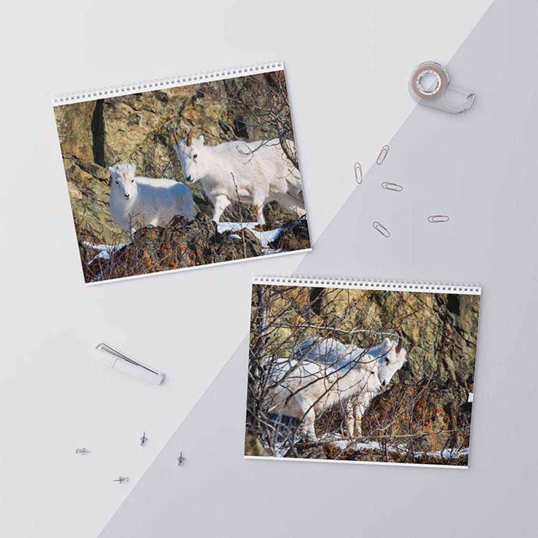 Dall Sheep Wall Calendar 2025, Wildlife Calendar, Winter Animals ...