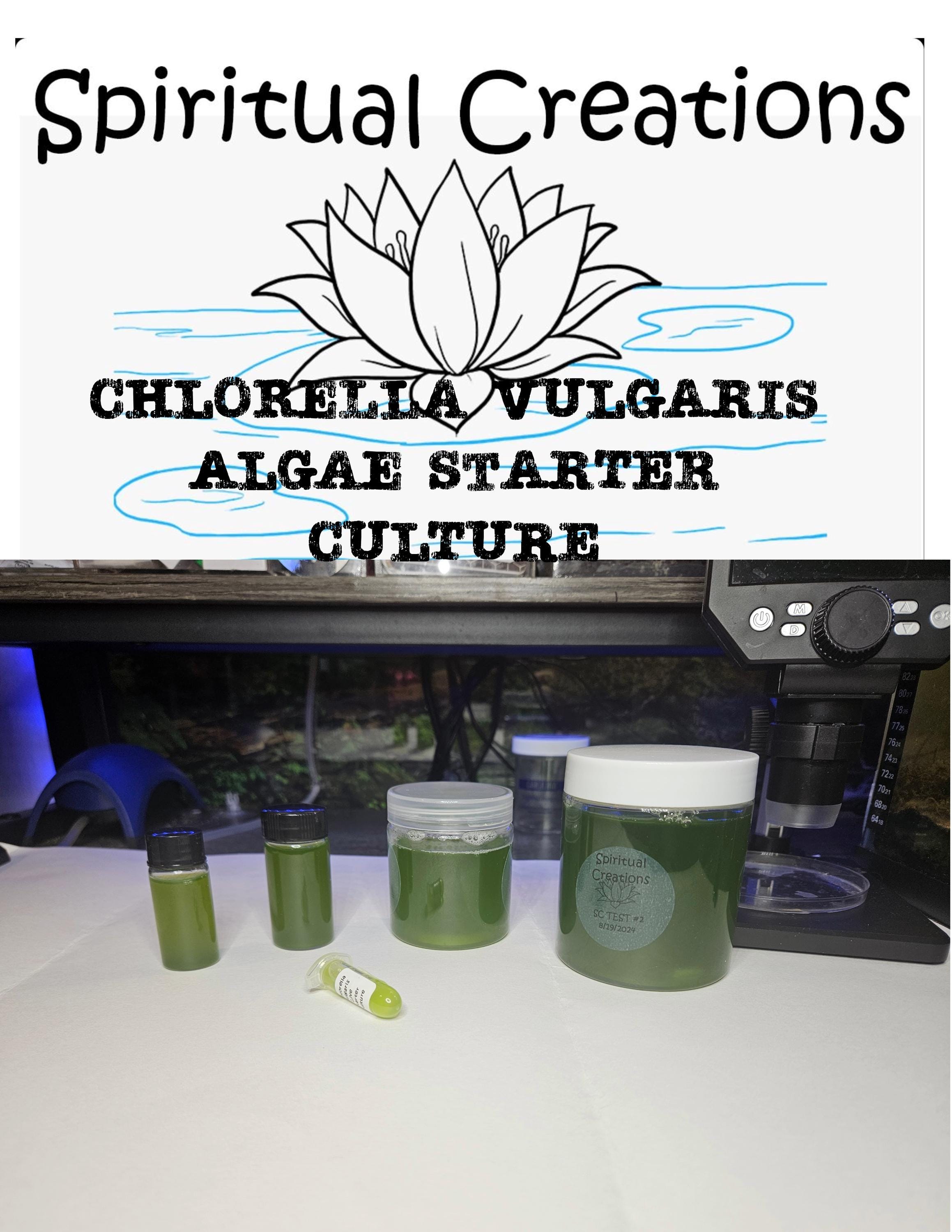 Live Chlorella Vulgaris Cultures, Varying Sizes PURE Lab Raised Perfect ...