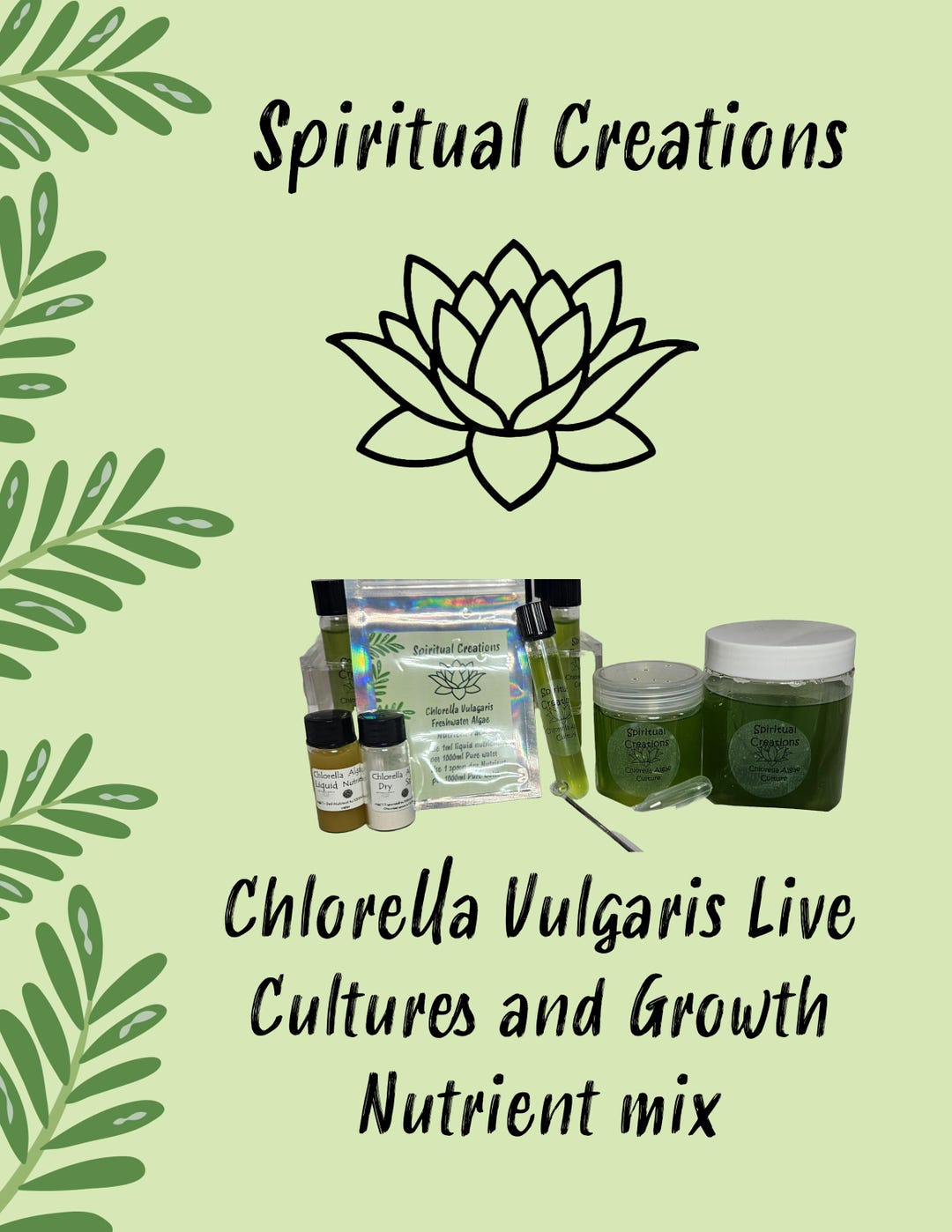 Live Chlorella Vulgaris Cultures, Varying Sizes Pure Lab Raised Perfect ...