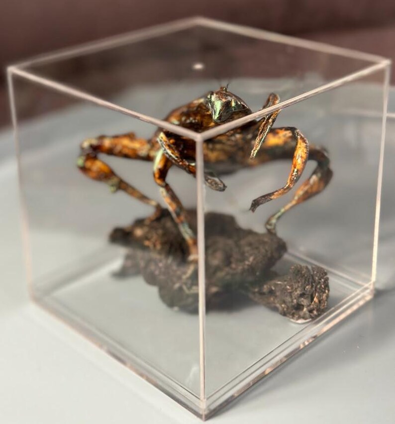 Iridescent Insect Bug Sculpture Display Piece Handmade - Etsy
