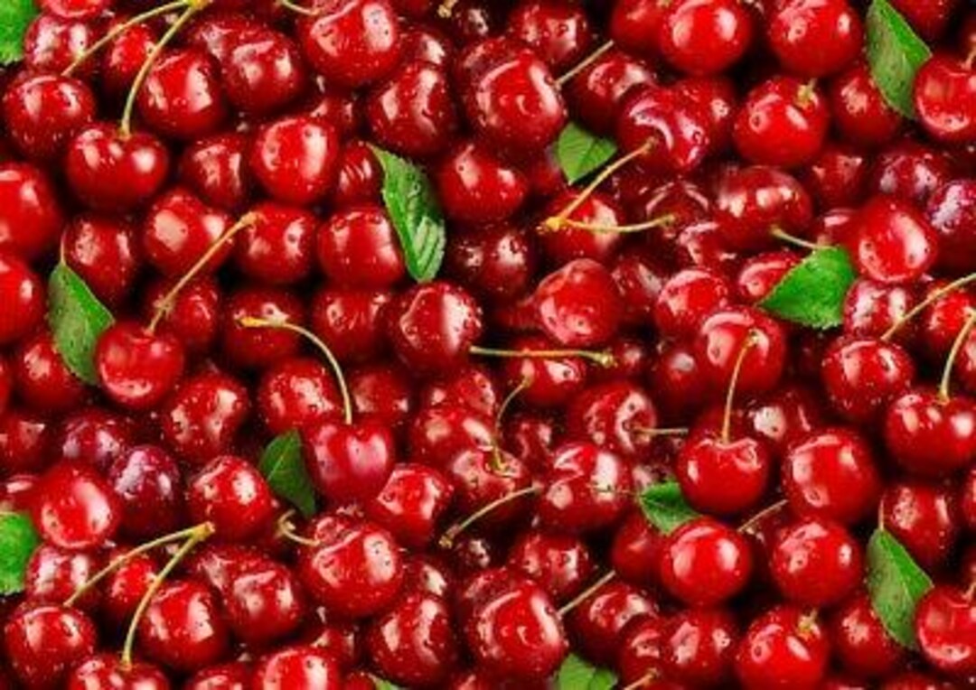 Food Festival Fabric - 577 Packed Red Cherries - Elizabeth's Studio ...