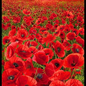 Poppy Fabric - Etsy
