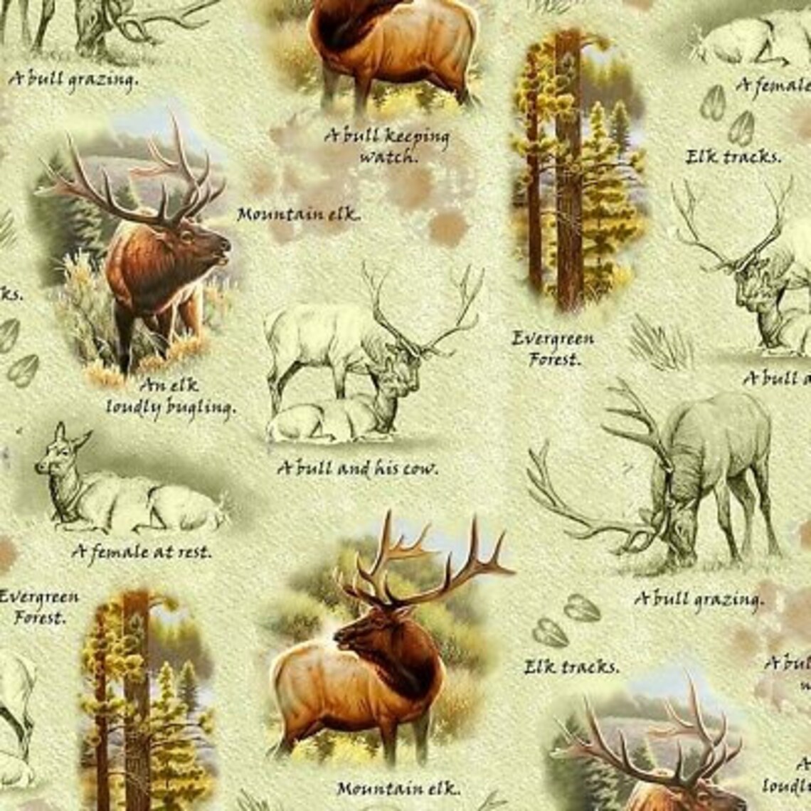 Nature Fabric Mountain Elk Portraits Green QT Quilting - Etsy