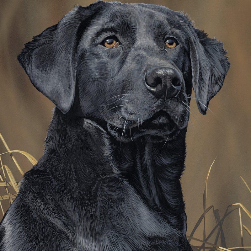 Dog Fabric Panels - Etsy