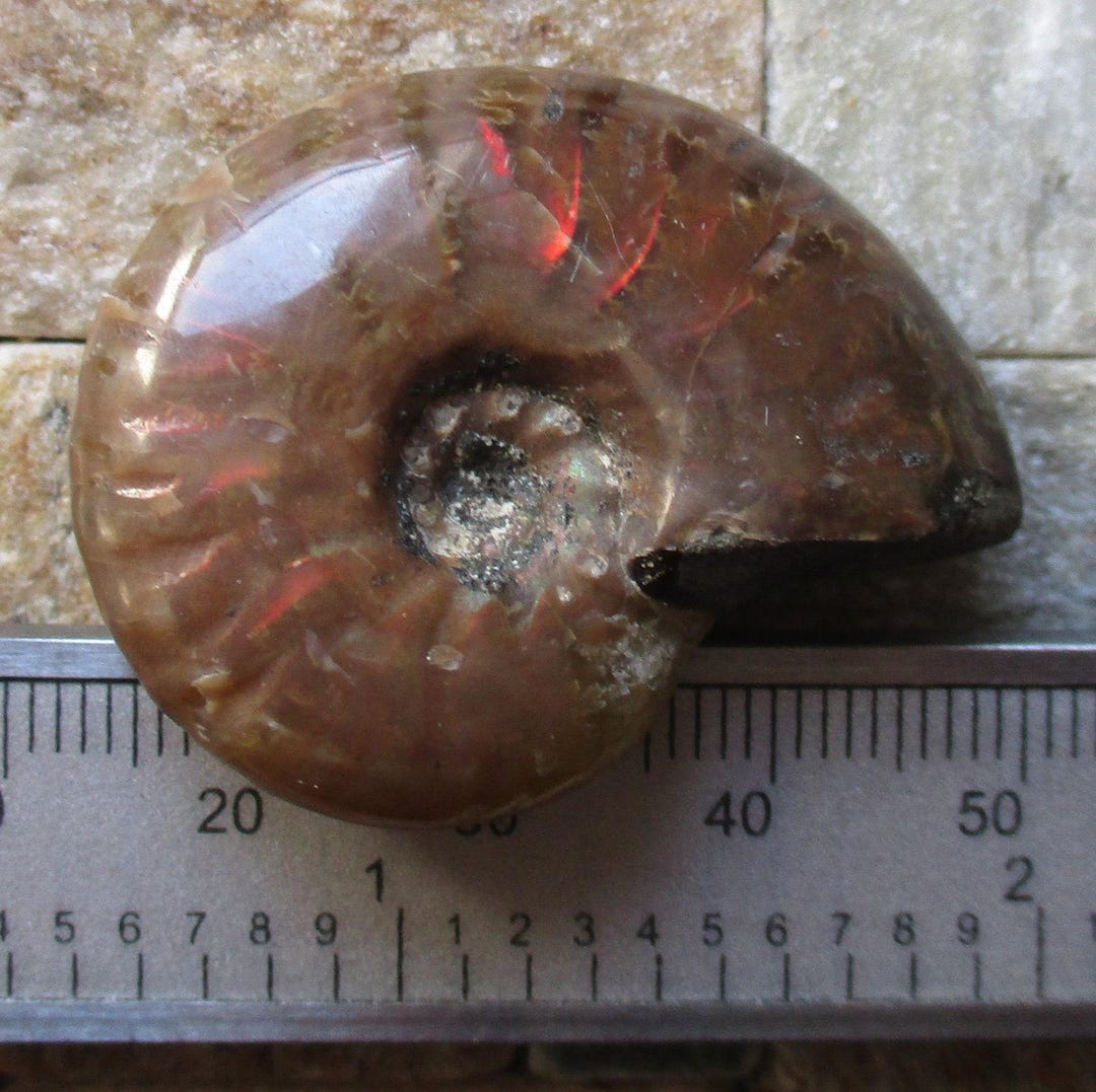AMMONITE DISPLAYING KORITE Ammolite Mineralisation 85ct 17g MF9103 - Etsy