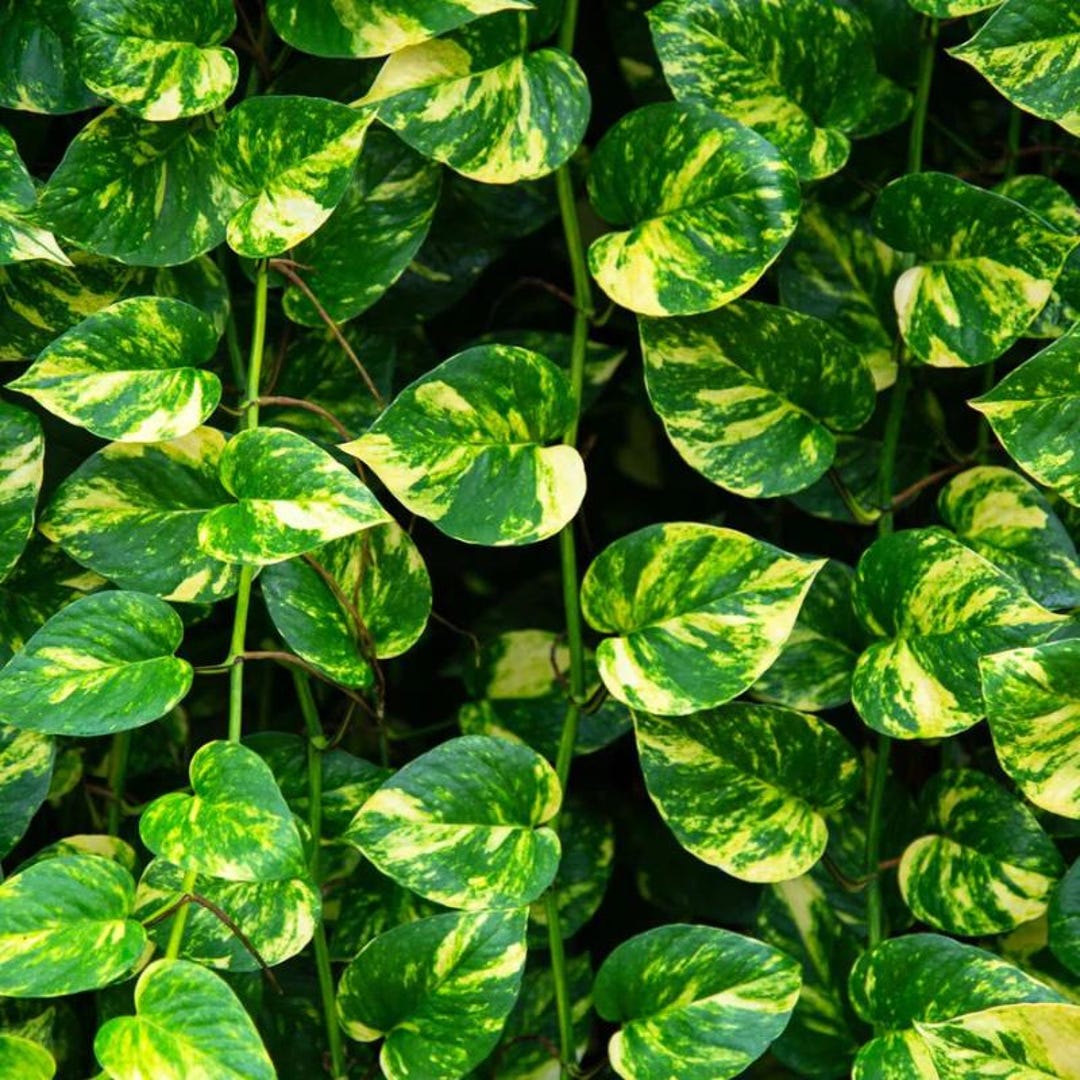 Pothos Golden Plant Plug (epipremnum Aureum 'golden') – Bright, Golden ...