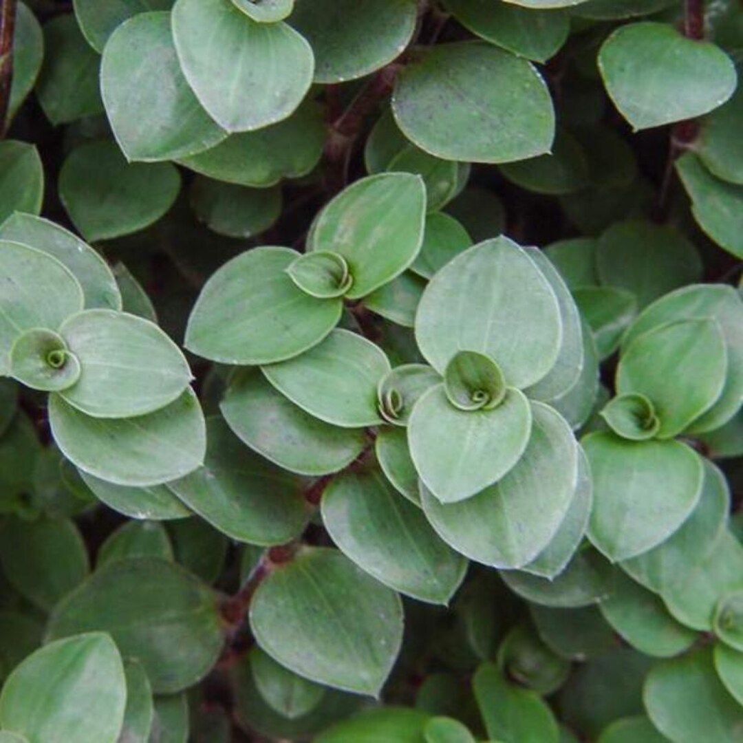 Tradescantia Bolivian Plant Plug (tradescantia Fluminensis 'bolivian ...