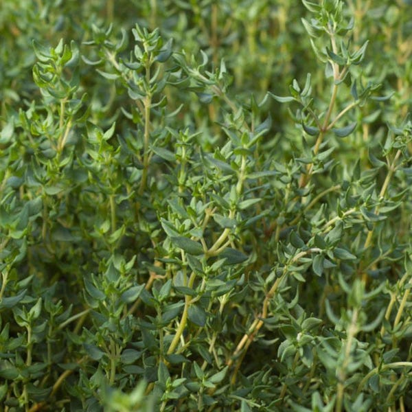 Creeping Thyme Plugs - Etsy