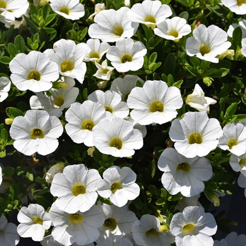 Calibrachoa Seeds - Etsy