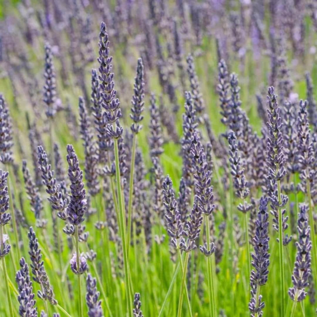 Lavender Grosso Plant Plug (lavandula X Intermedia 'grosso') – Fragrant ...