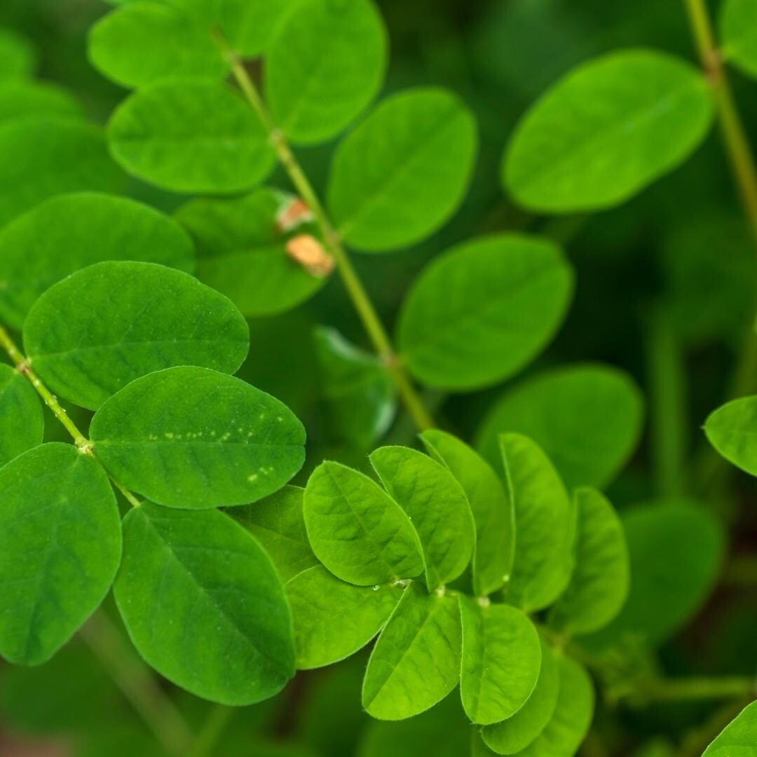 Organic Astragalus Seeds astragalus Membranaceus 25 Seeds for Herbal ...